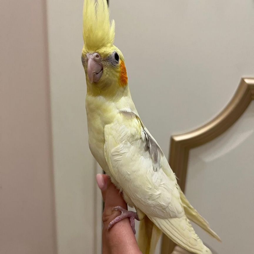 Попугай корелла