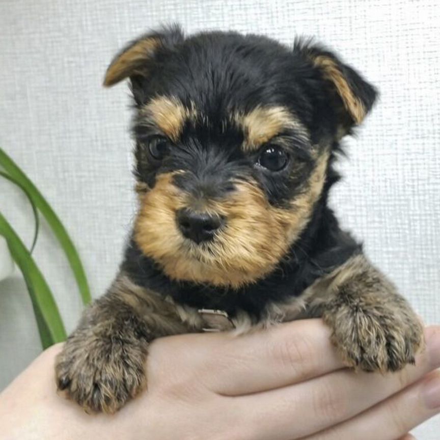 Йоркширский терьер, щенок