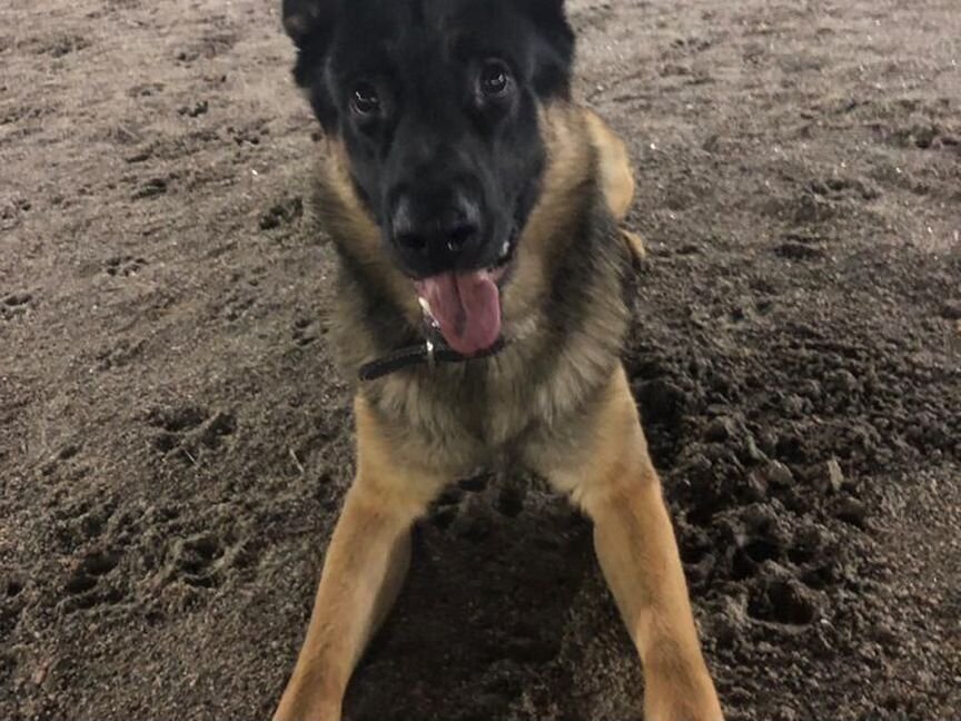 Немецкая овчарка