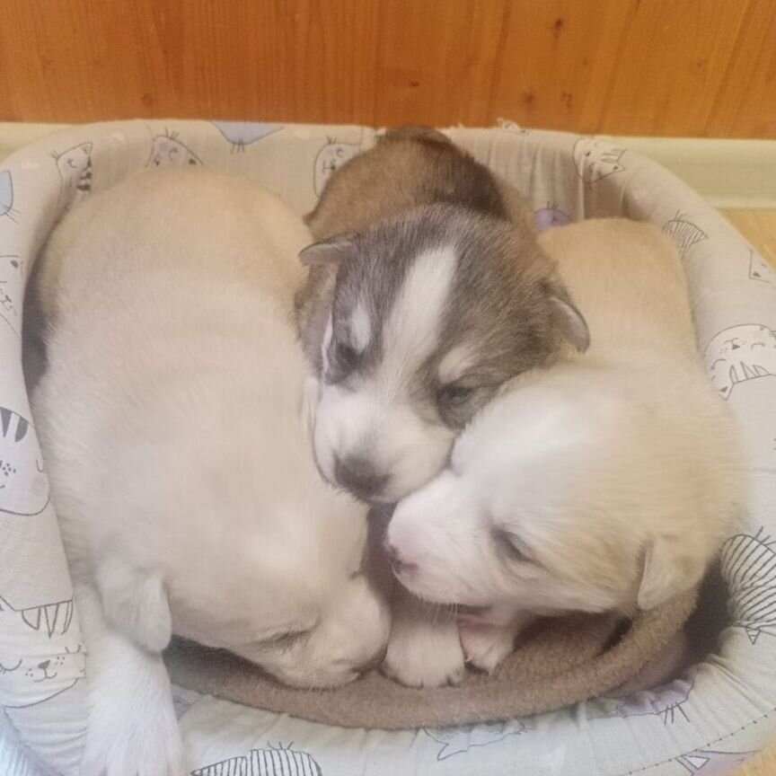 Отдам в добрые руки щенков, в частный дом