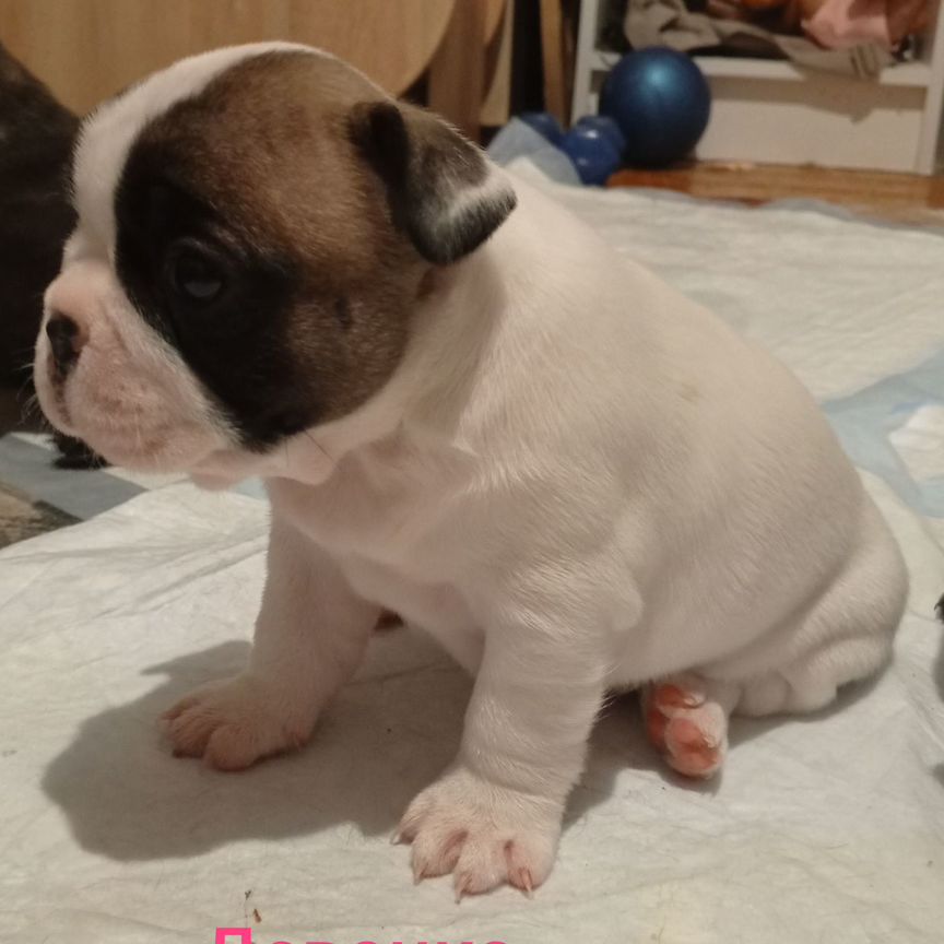 Французский бульдог, щенок