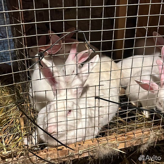 Кролики белый великан