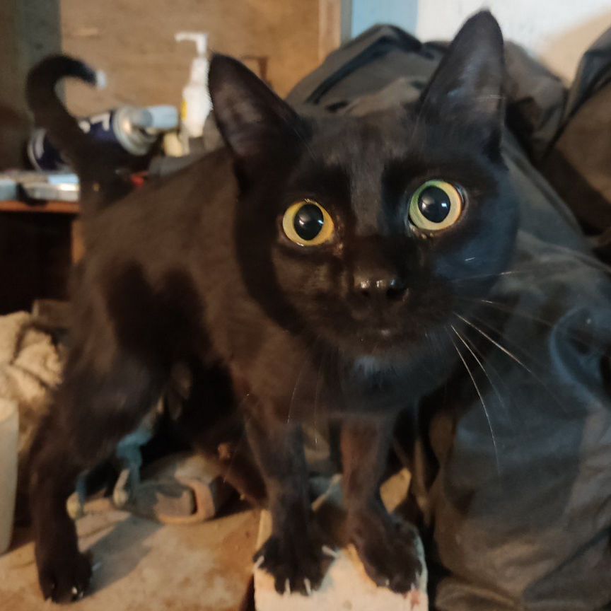 Взрослый кот в добрые руки