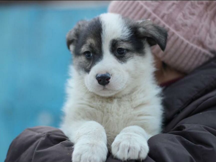 Много ласковых щеночков 2 мес в дар