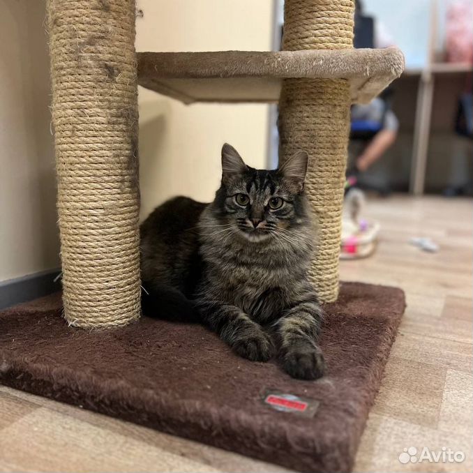 Кошка Плюша ищет семью