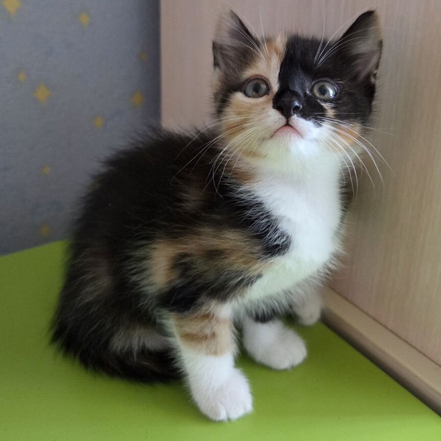 Котята