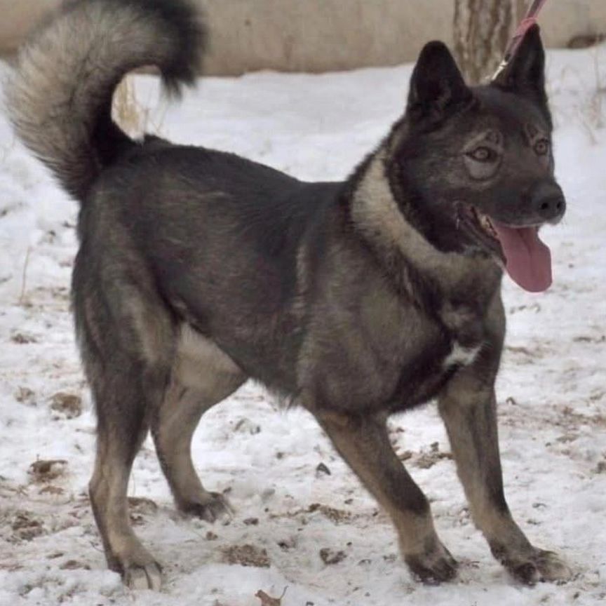 Взрослая собака в добрые руки