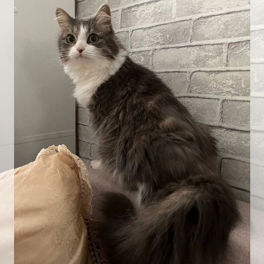 Котя в самые добрые руки