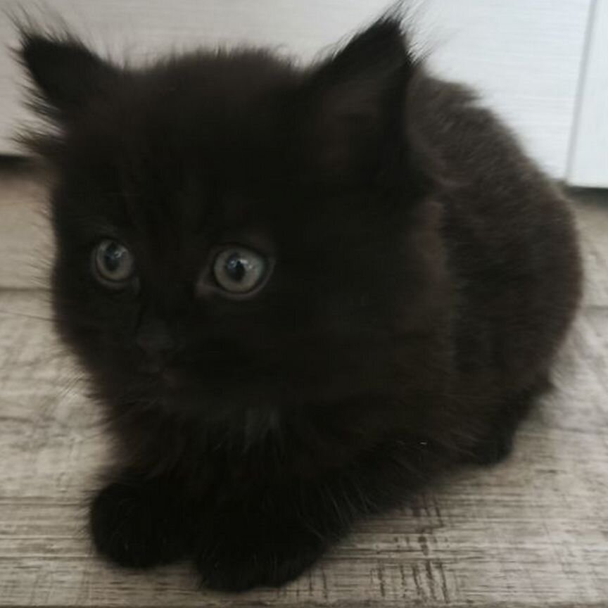 Сибирский котёнок