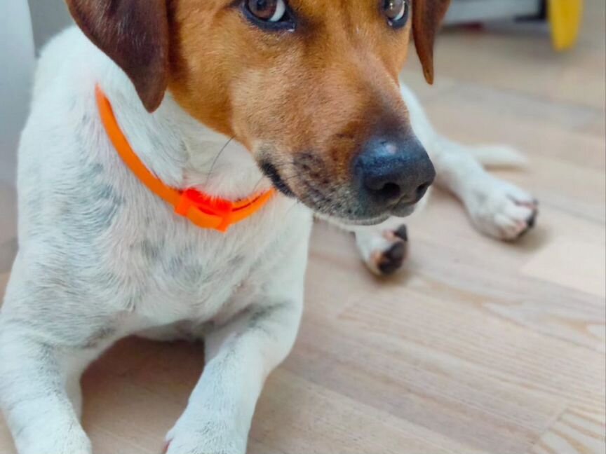 Джек Рассел терьер