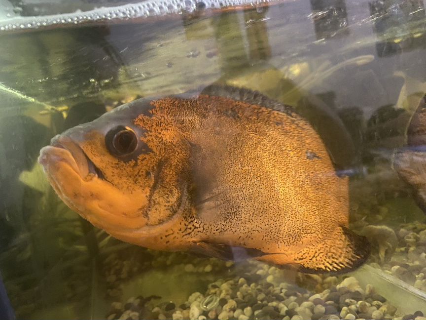 Глазчатый астронотус