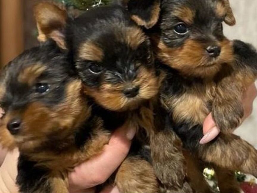 Щенки Йорка