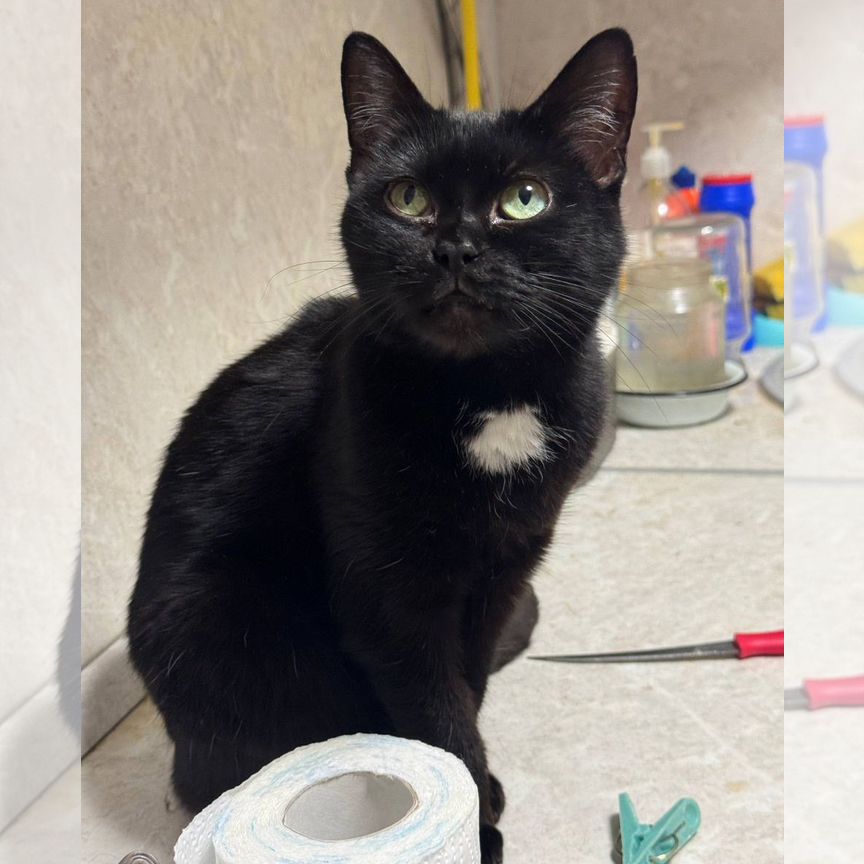 Взрослая, кошка в добрые руки