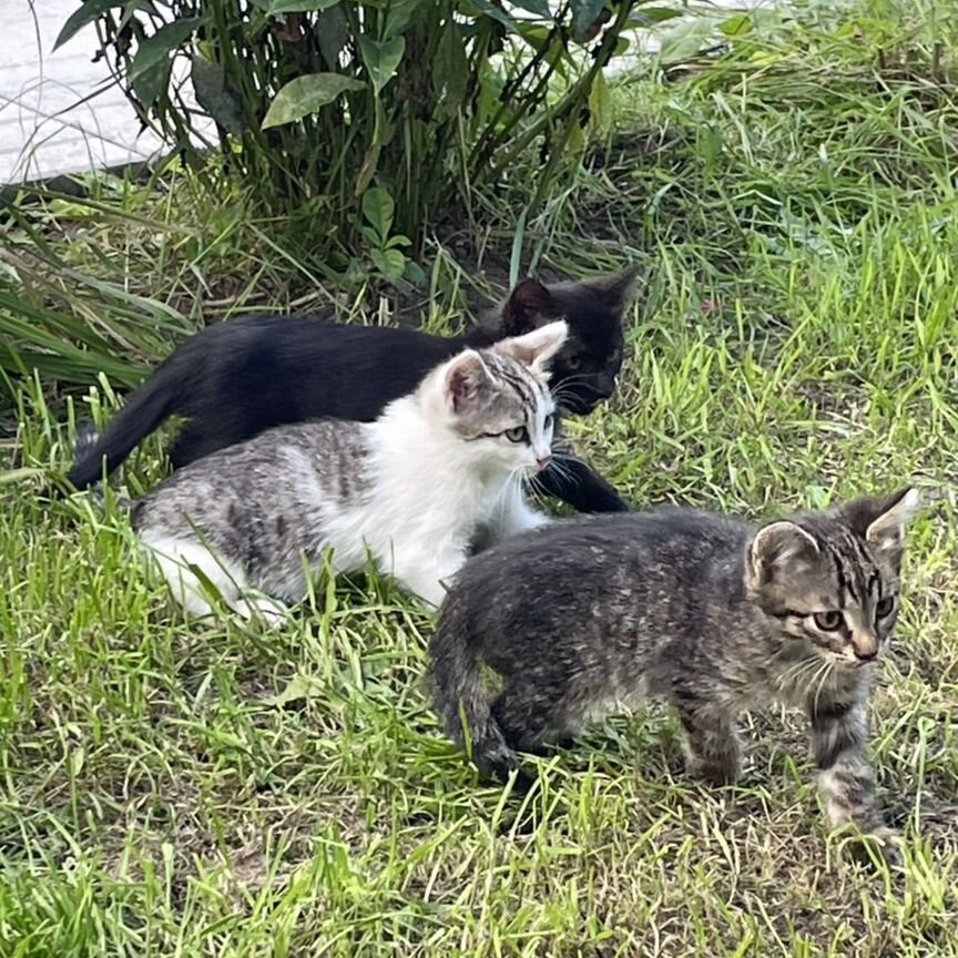 Котята в добрые руки