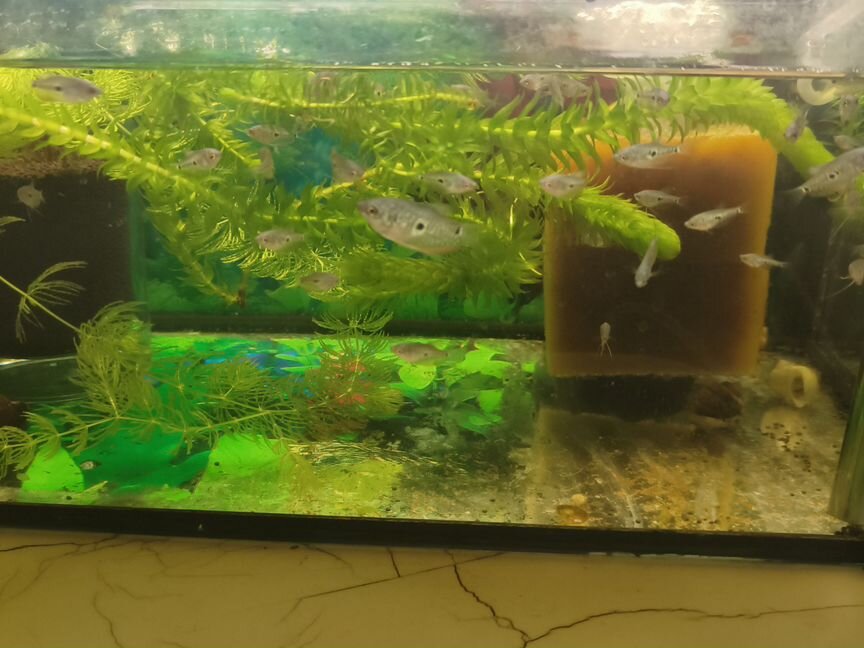 Аквариумные рыбки