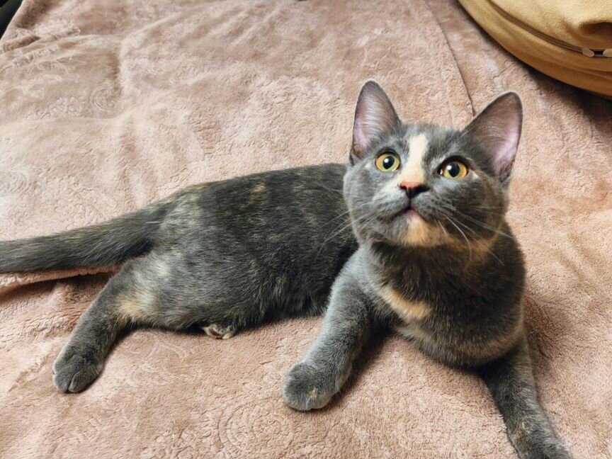 Котенок девочка в добрые руки