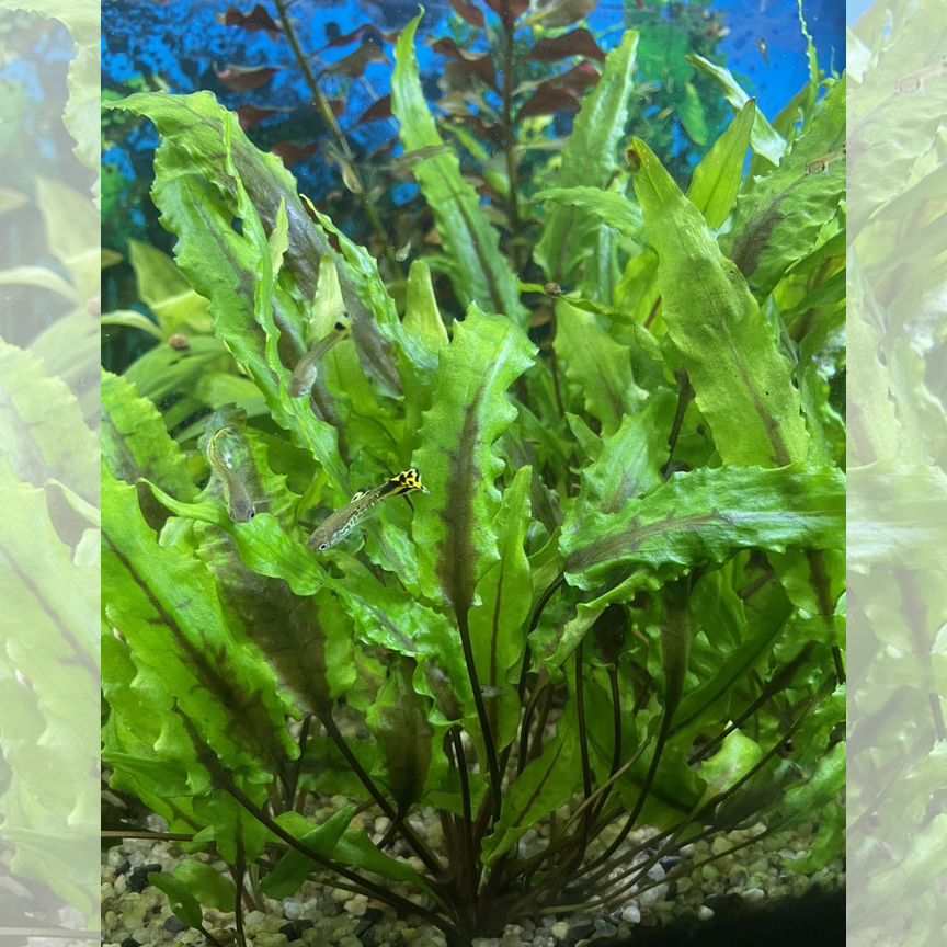 Аквариумные растения