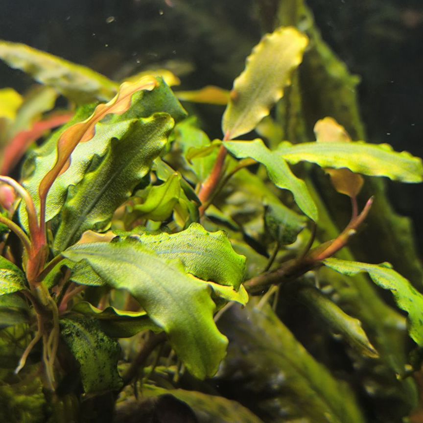 Буцефаландры набор