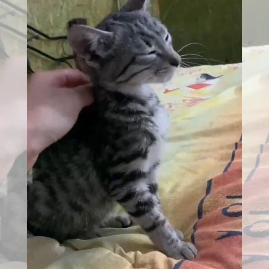 Шотландская ищет дом