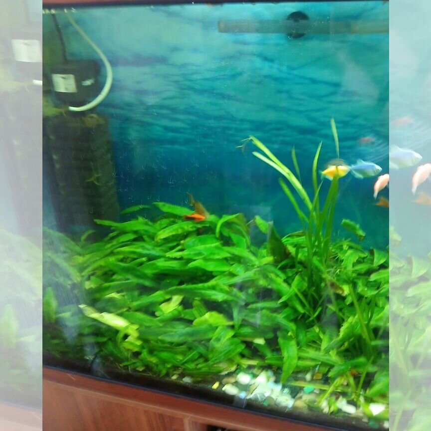 Растения для аквариума