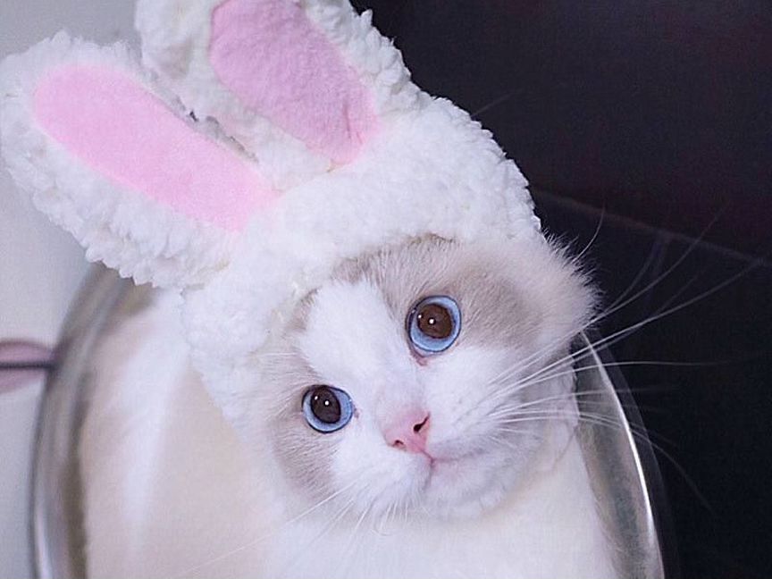 Шапочка для кота