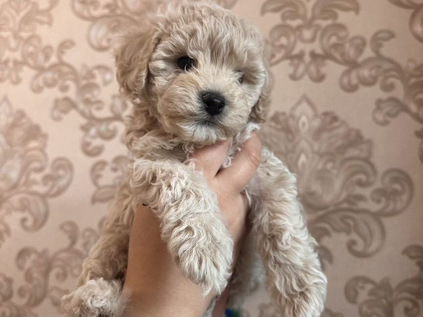 Щенок Мальтипу