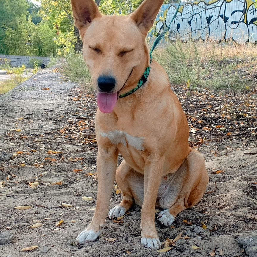 Отдам в добрые руки