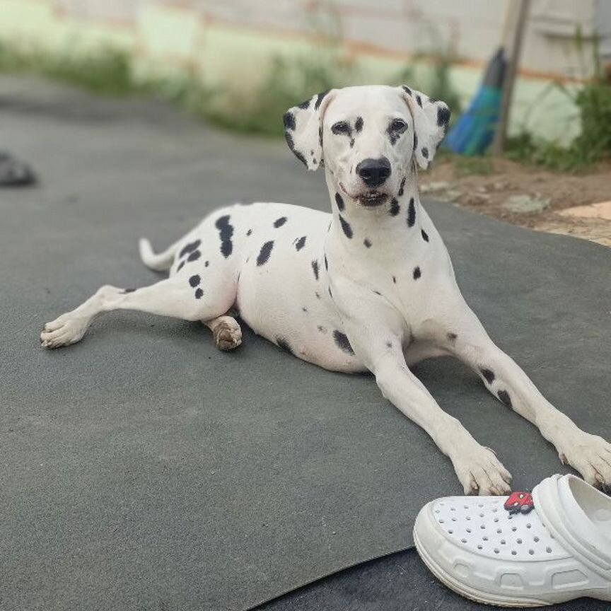 Собака в добрые руки отдам бесплатно