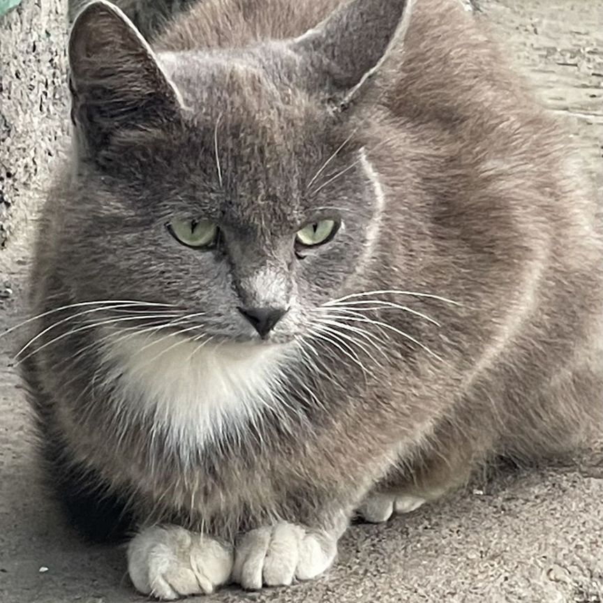 Молоденькая стерильная кошечка