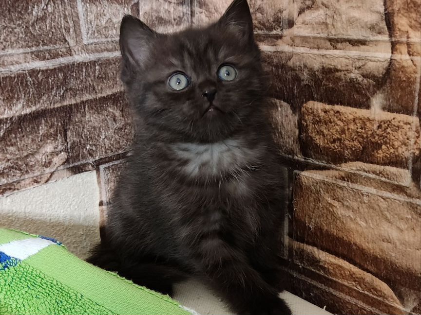 Шотландские котята