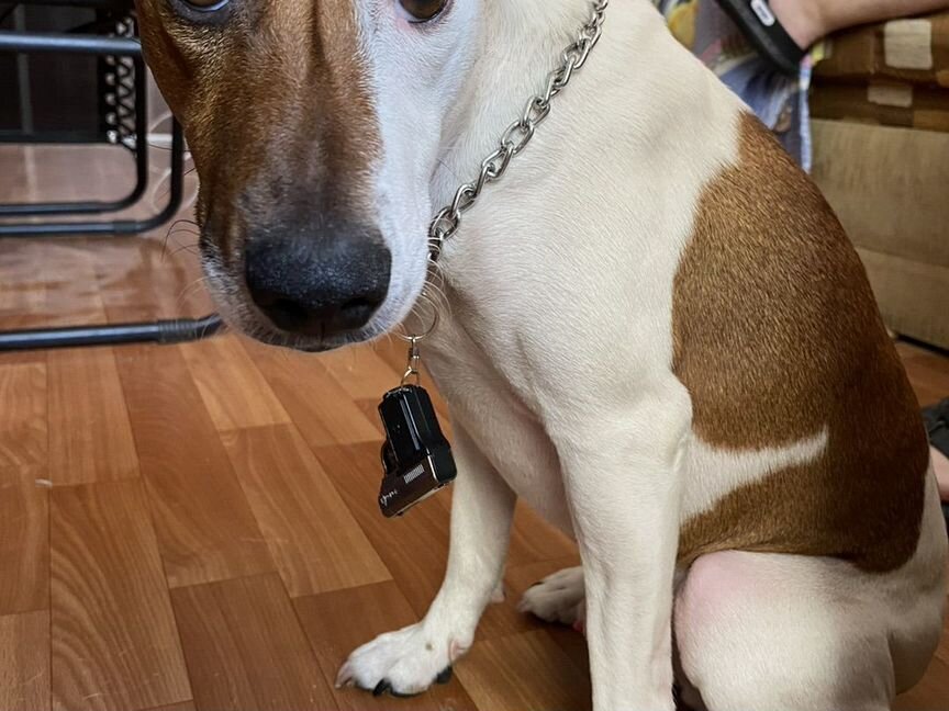 Джек Рассел терьер