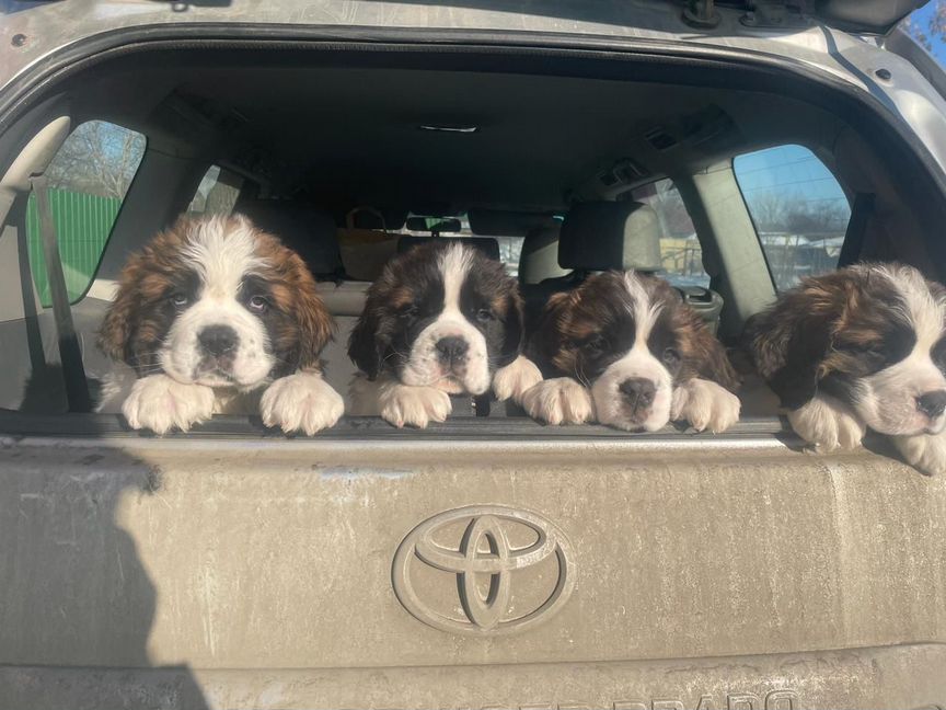 Классные щенки сенбернара