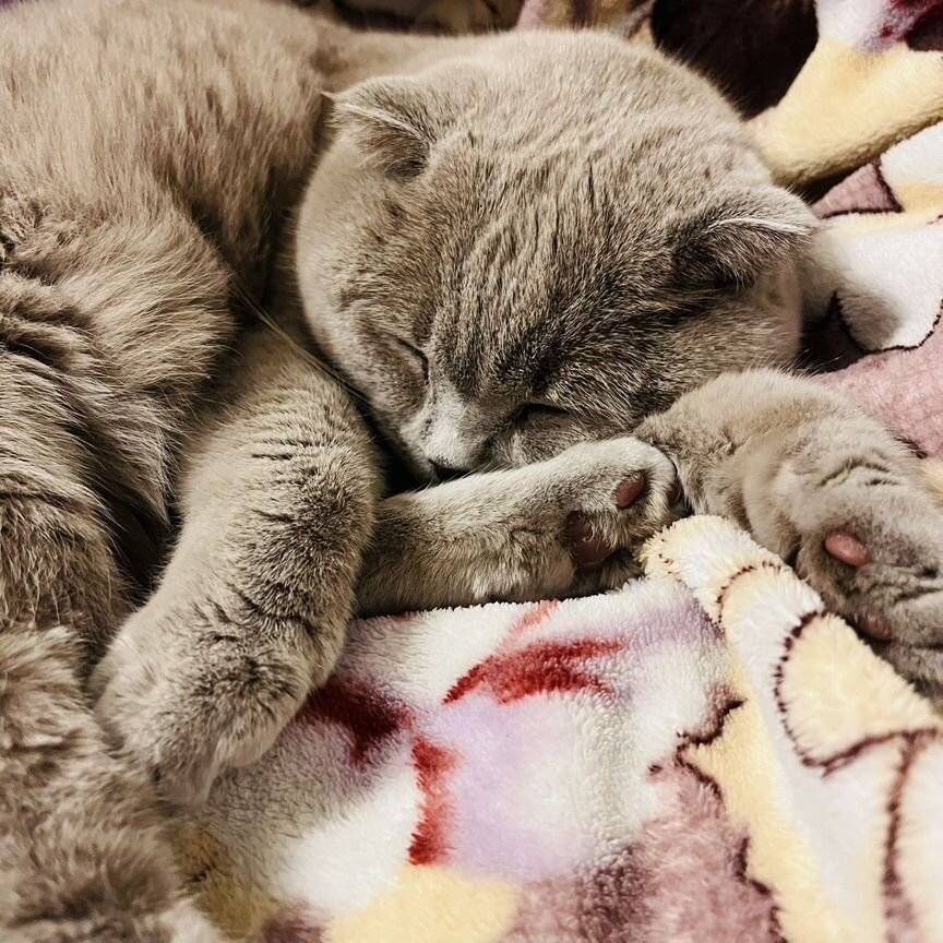 Шотландская вислоухая кошка