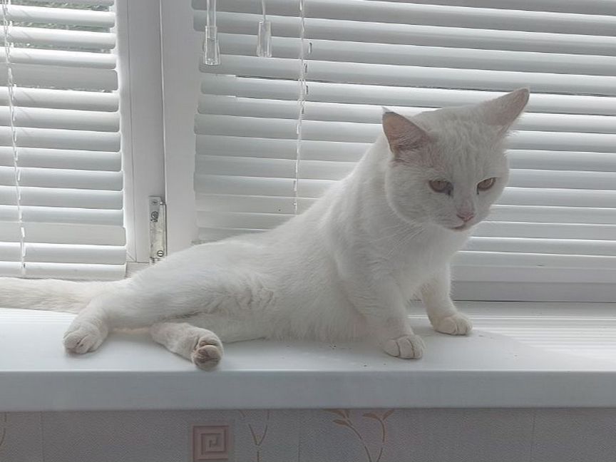 Белоснежный кот