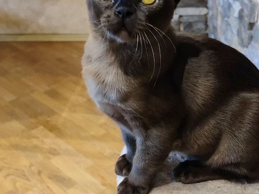 Бурманская кошечка