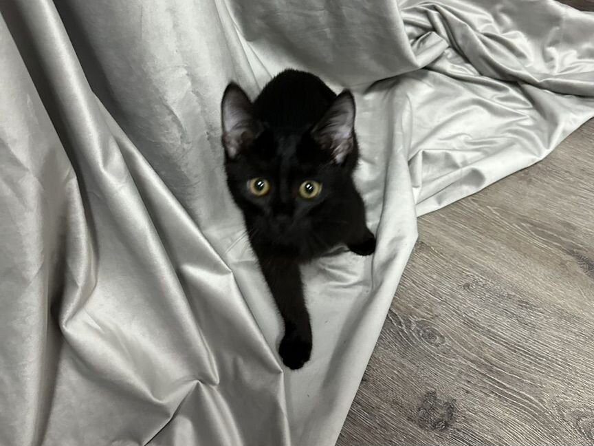 Тайский бобтейл котик нежный