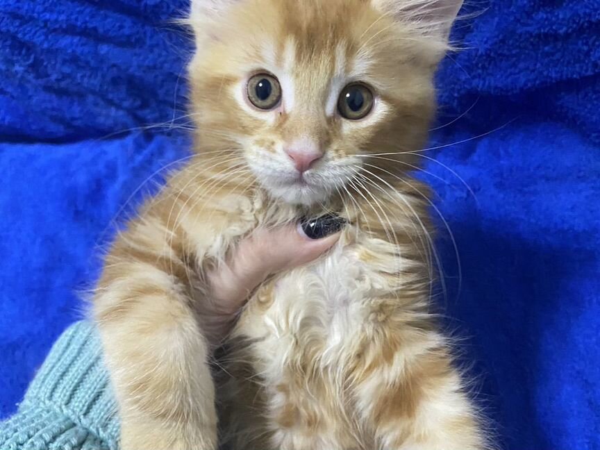 Домашние животные котята