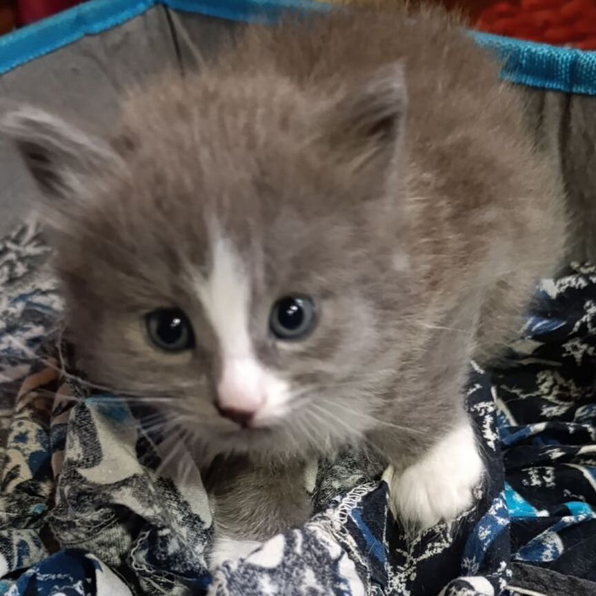 Котенок в добрые руки