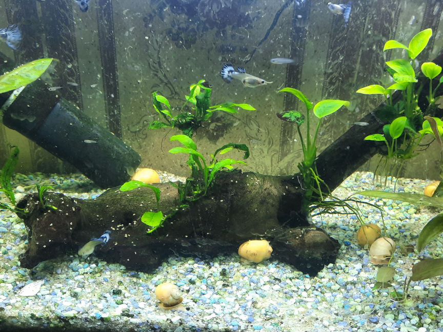 Гуппи чистокровные синие