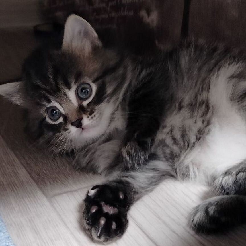 Котёнок в добрые руки