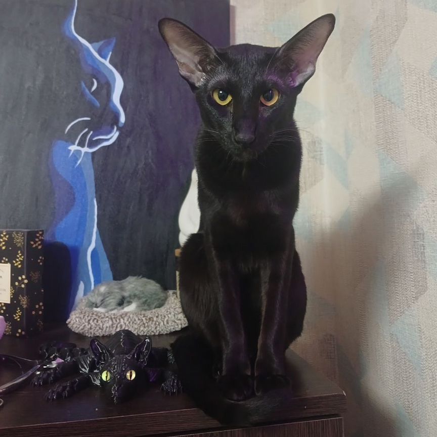 Ориентальная кошка вязка