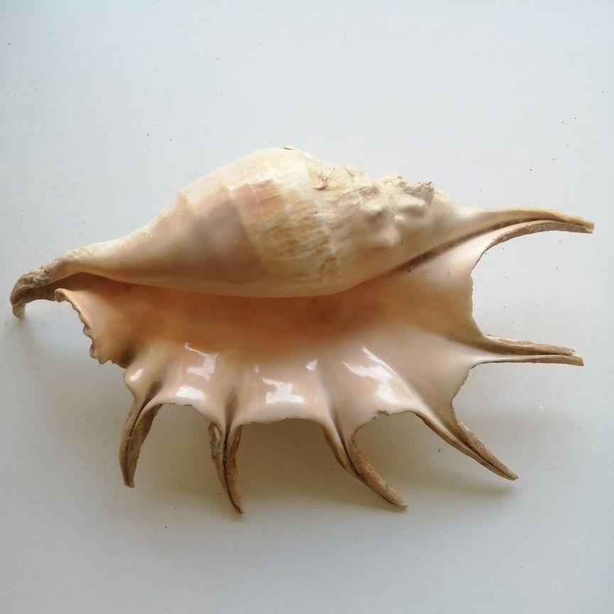 Морская раковина Лямбис трунката 30 см