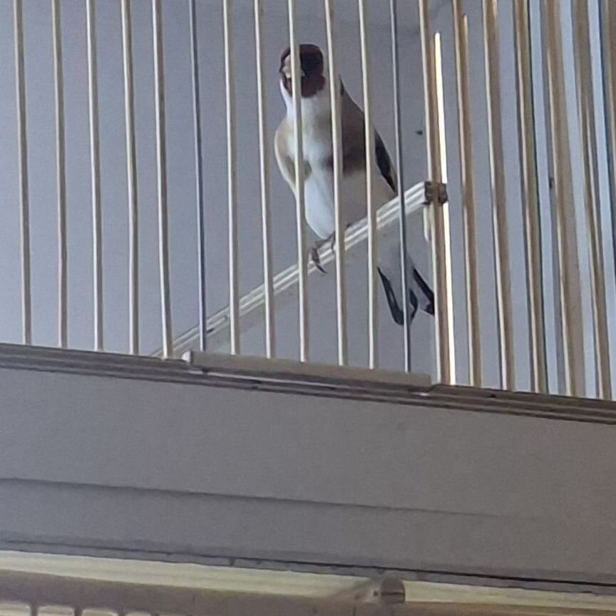 Щегол сибирский крупный с песни