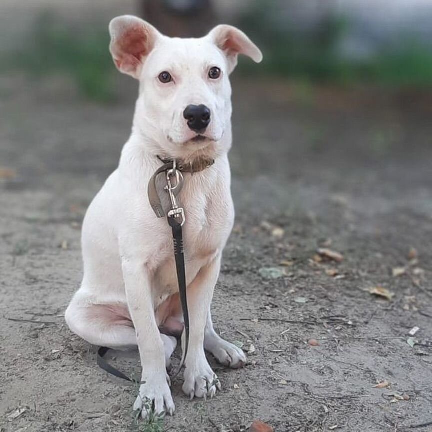 Щенок Беляш в добрые руки