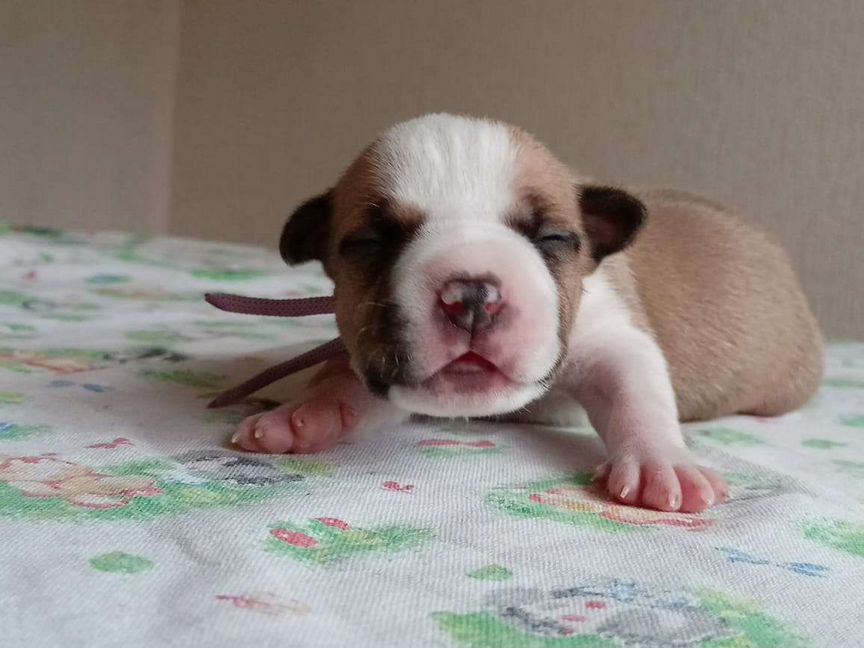 Стаффордширский терьер щенки щенок