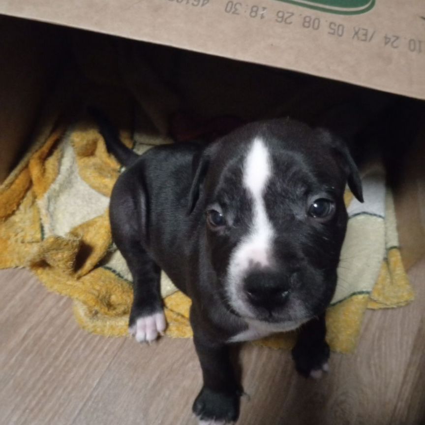 Продам стафарда