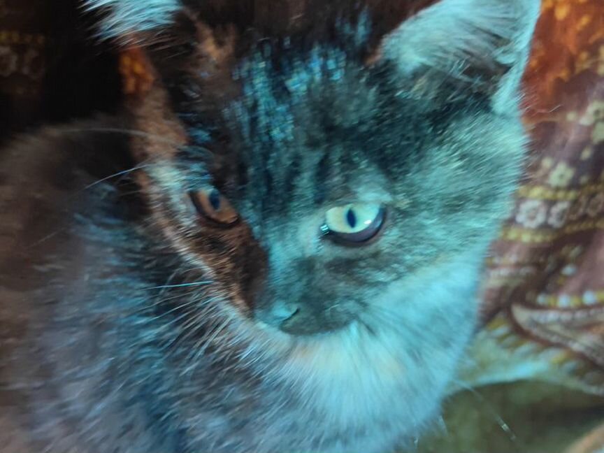 Котенок Котёночек котенка