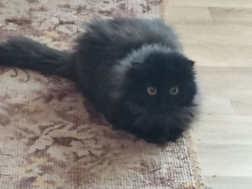 Найден котёнок-кошечка