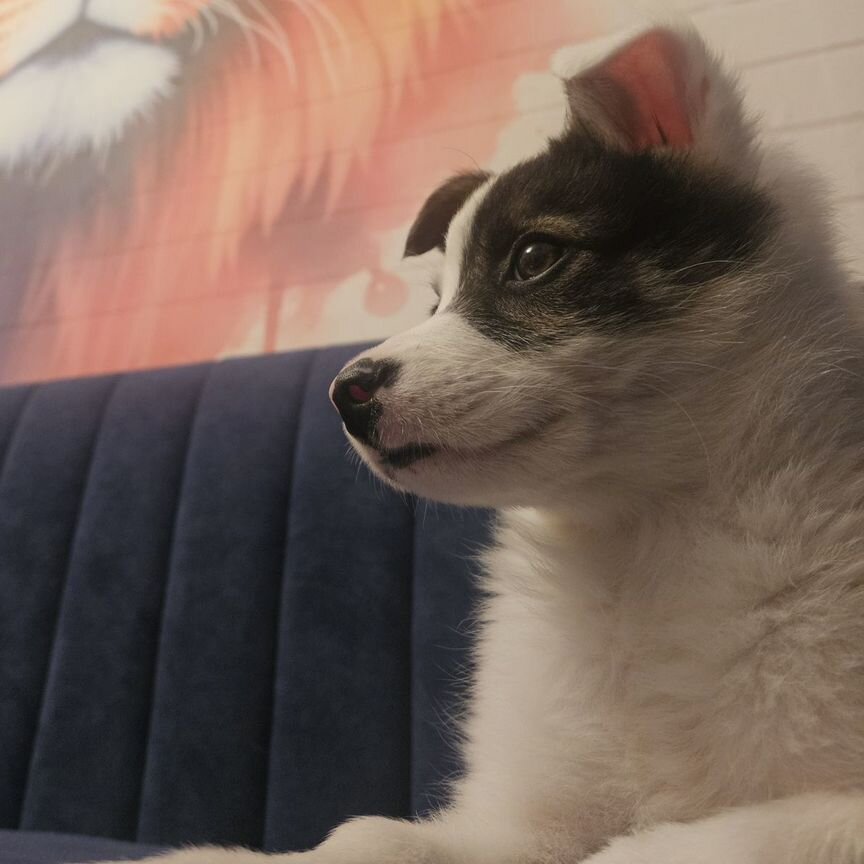 Бордер-колли, щенок