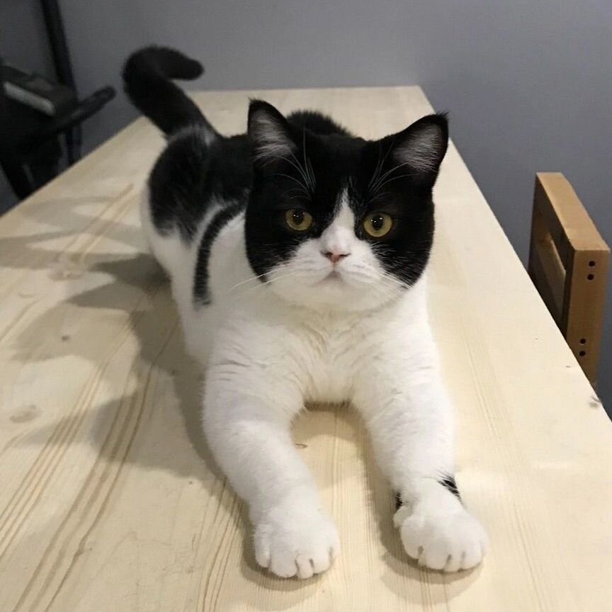 Кошечка